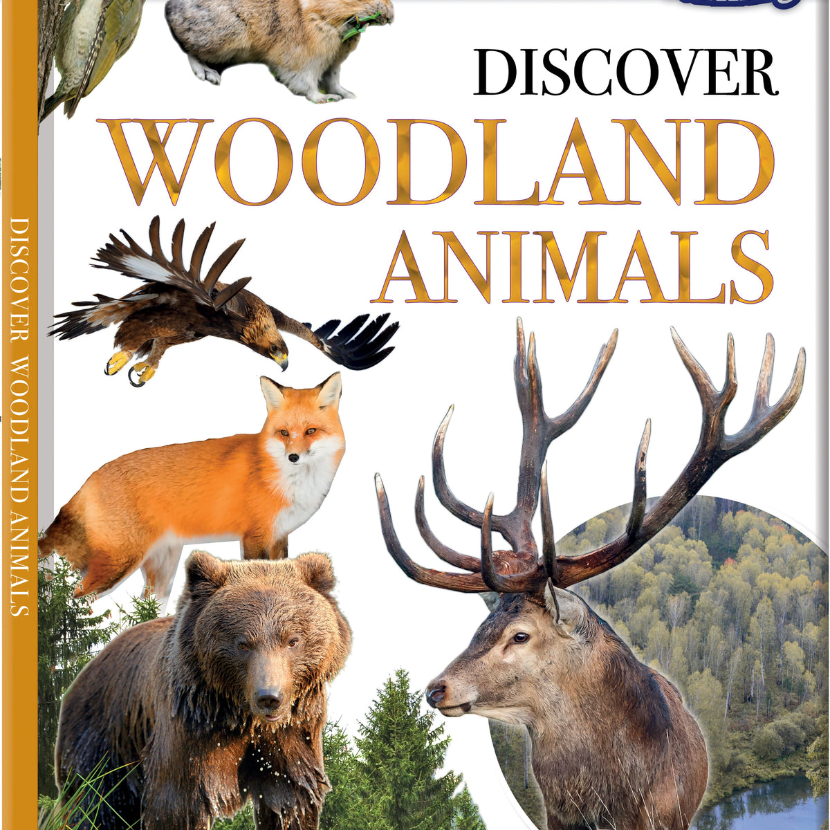 Discover Woodland Animals - Children's Reference Book – Robert ...